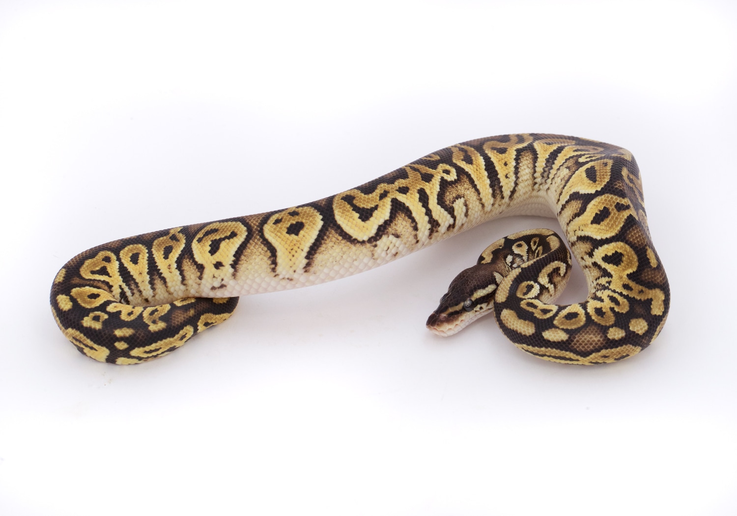 Pastel Bongo Ball Python by Custom Scales - MorphMarket