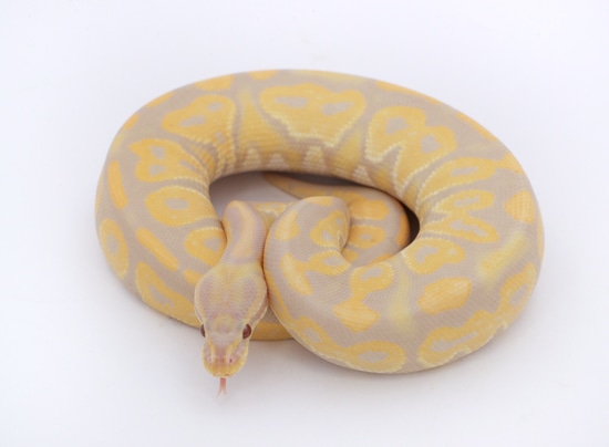 Black Pastel Pinstripe Candino Ball Python by Custom Scales