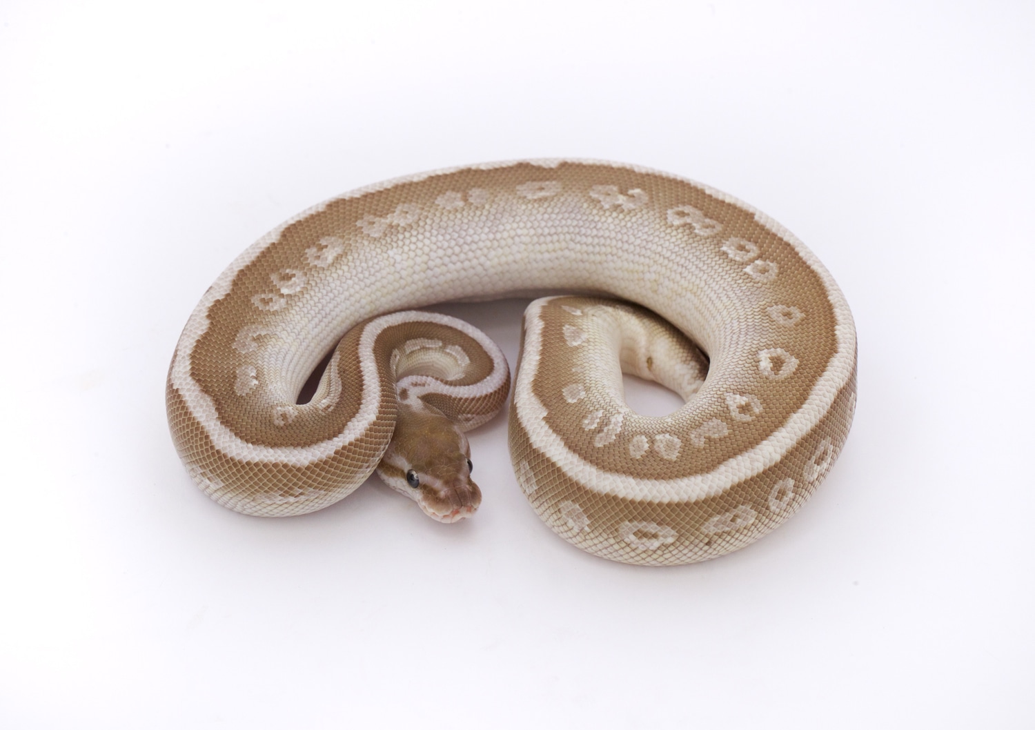Soul Sucker Het Clown Ball Python by Custom Scales - MorphMarket