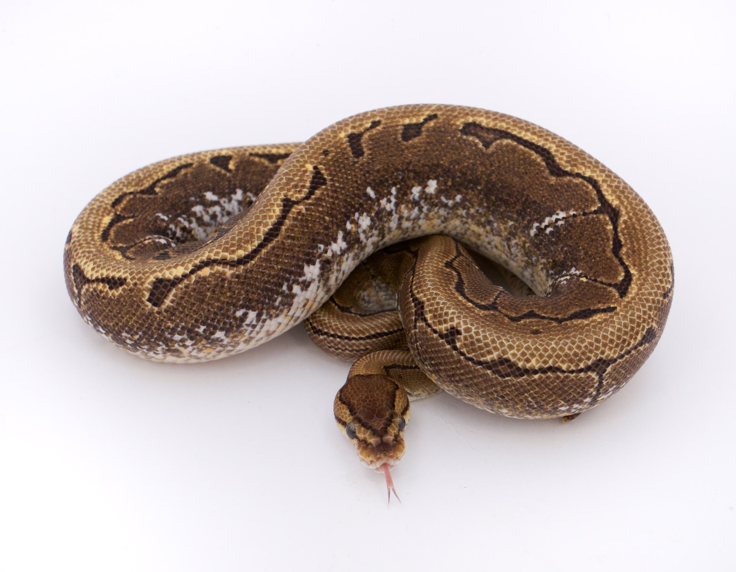 Enchi Pinstripe Calico Het Puzzle Ball Python by Custom Scales ...