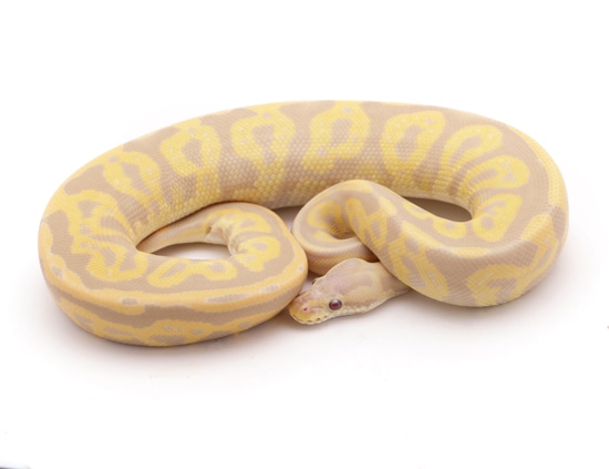 Black Pastel Leopard Candino Ball Python by Custom Scales