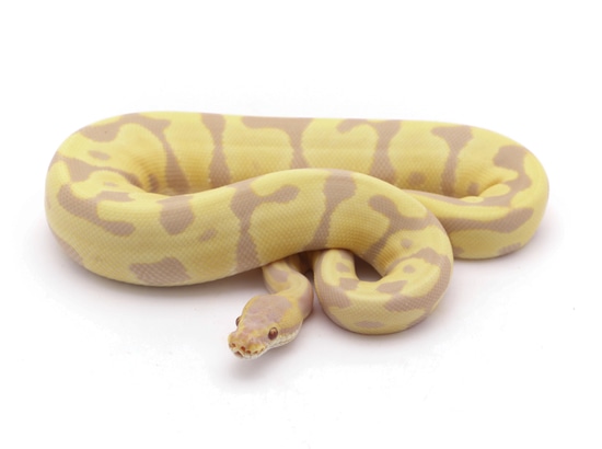 Leopard Candino Ball Python by Custom Scales