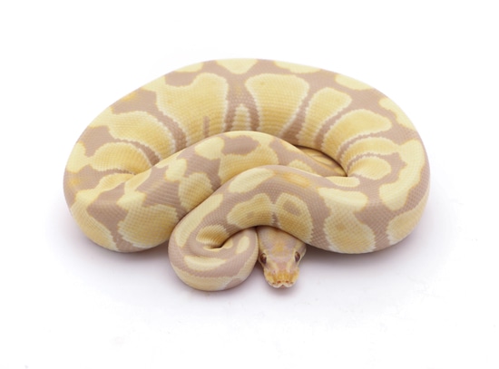 Candino Ball Python by Custom Scales