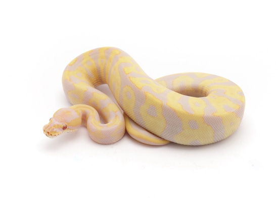 Pastel Leopard Candino Ball Python by Custom Scales