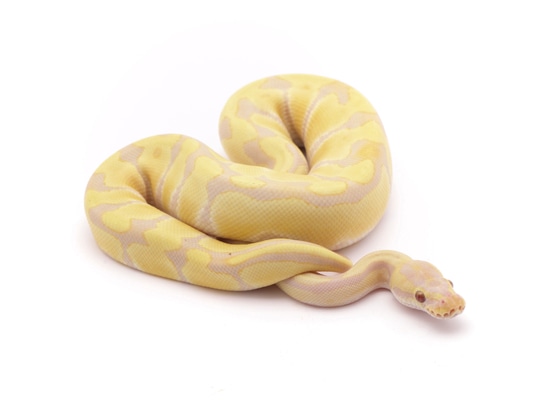 Candino Enchi Ball Python by Custom Scales
