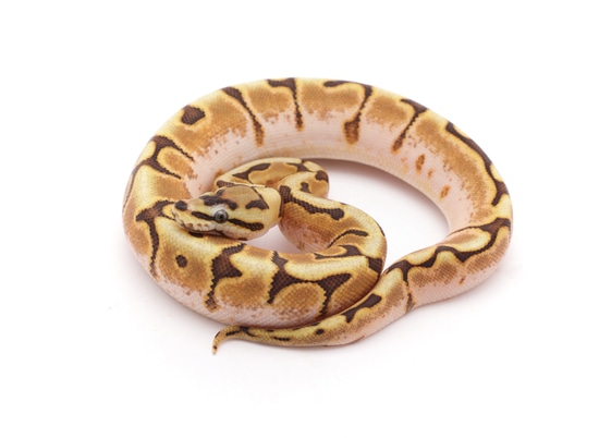 Enchi Spider Huffman Het Hypo Possible Calico Ball Python by Custom Scales