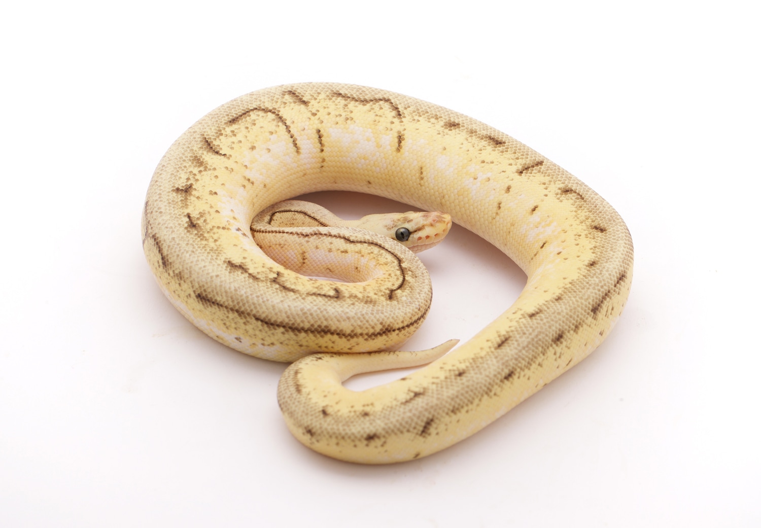 Spinner Blast Enchi Het Ghost Het Pied Ball Python by Custom Scales ...
