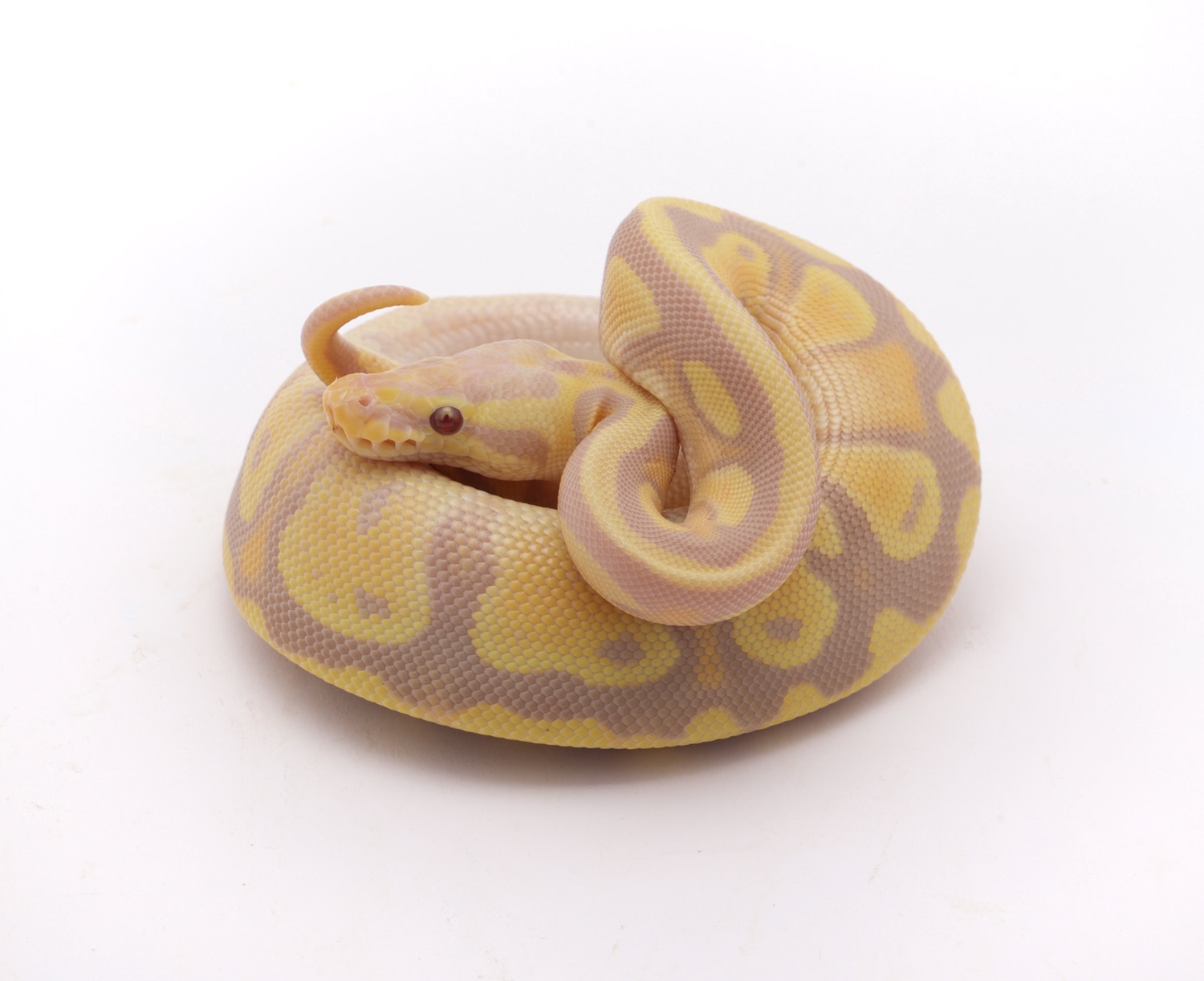 Pastel Candy Ball Python by Custom Scales - MorphMarket