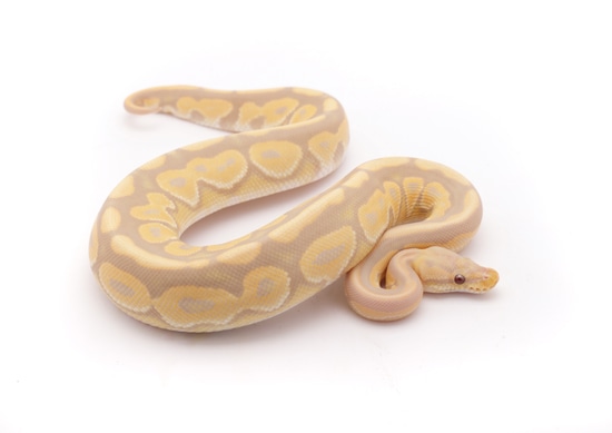 Black Pastel Candino Ball Python by Custom Scales