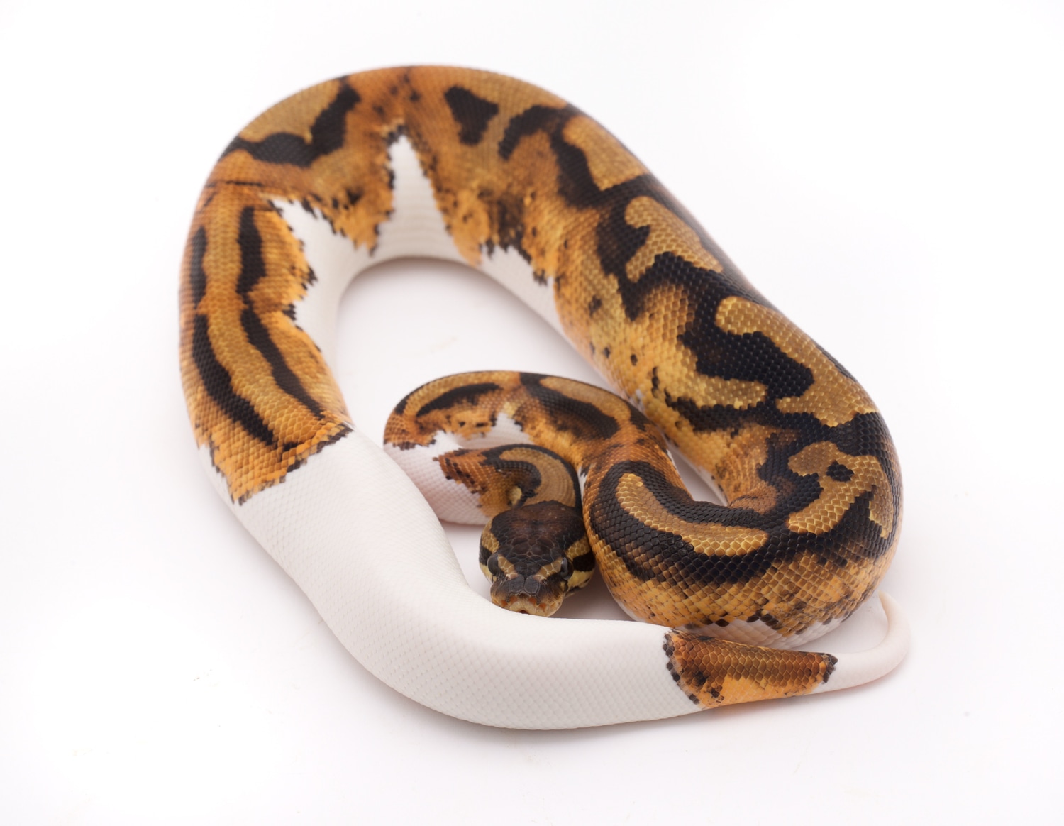 Pied Het Candy Ball Python by Custom Scales - MorphMarket