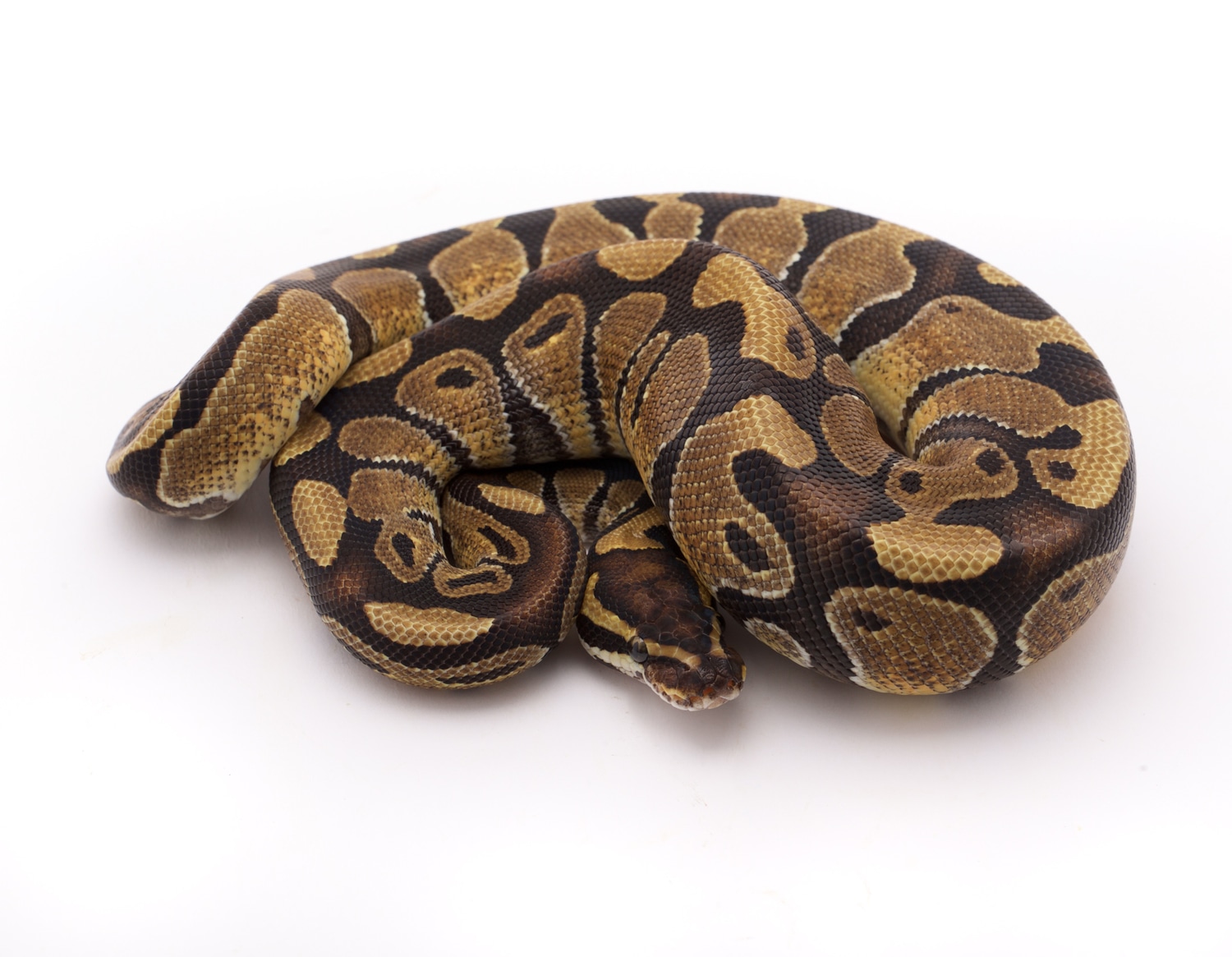 Enchi Het Sunset Ball Python by Custom Scales - MorphMarket