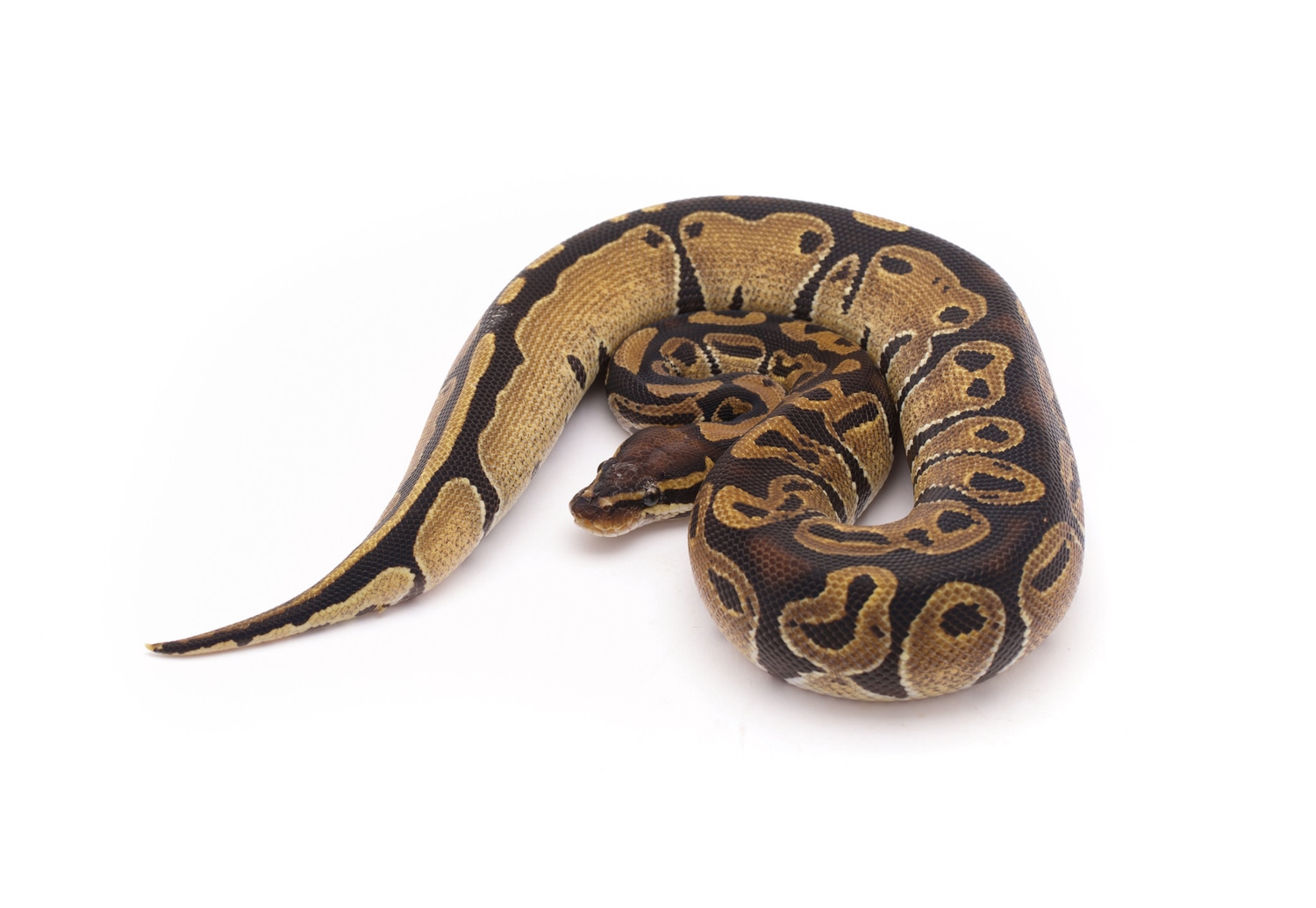 Het Sunset Ball Python by Custom Scales - MorphMarket