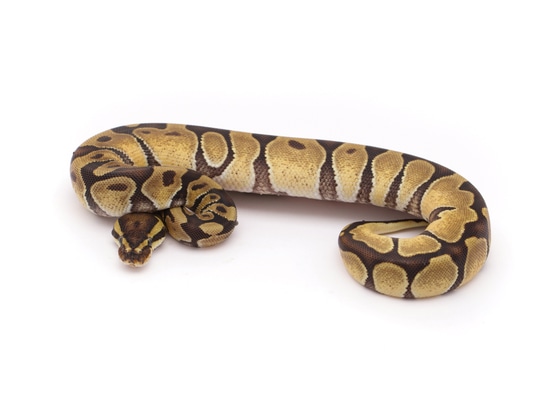 Enchi Het Candy Ball Python by Custom Scales
