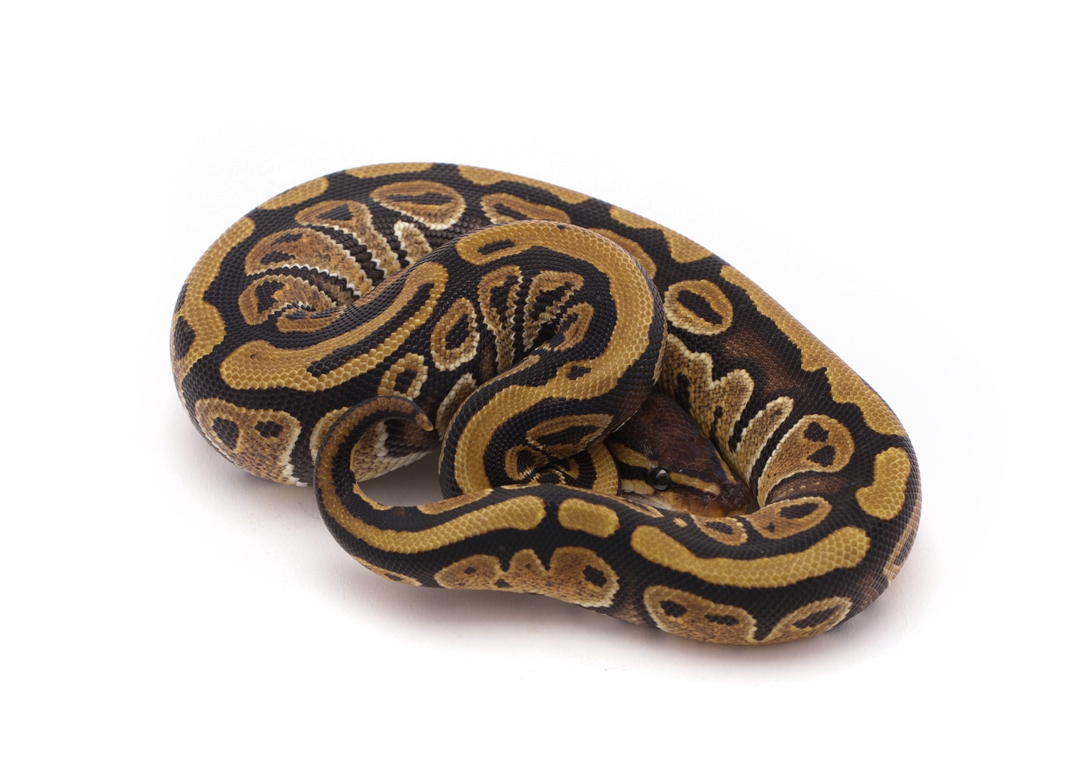 Arroyo Ball Python by Custom Scales - MorphMarket