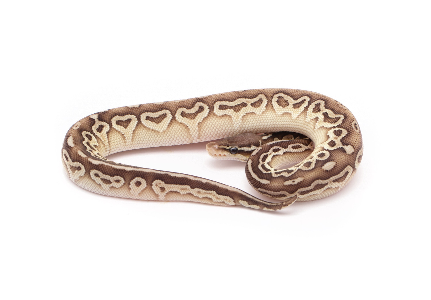 Black Pewter Lesser Het Puzzle Ball Python by Custom Scales - MorphMarket