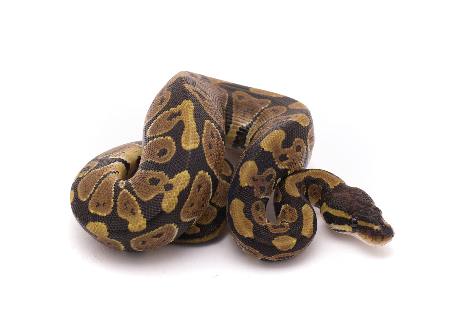 Het Candy Ball Python by Custom Scales - MorphMarket