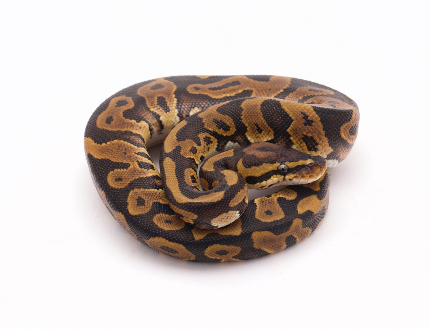 Leopard Het Clown Ball Python by Custom Scales - MorphMarket