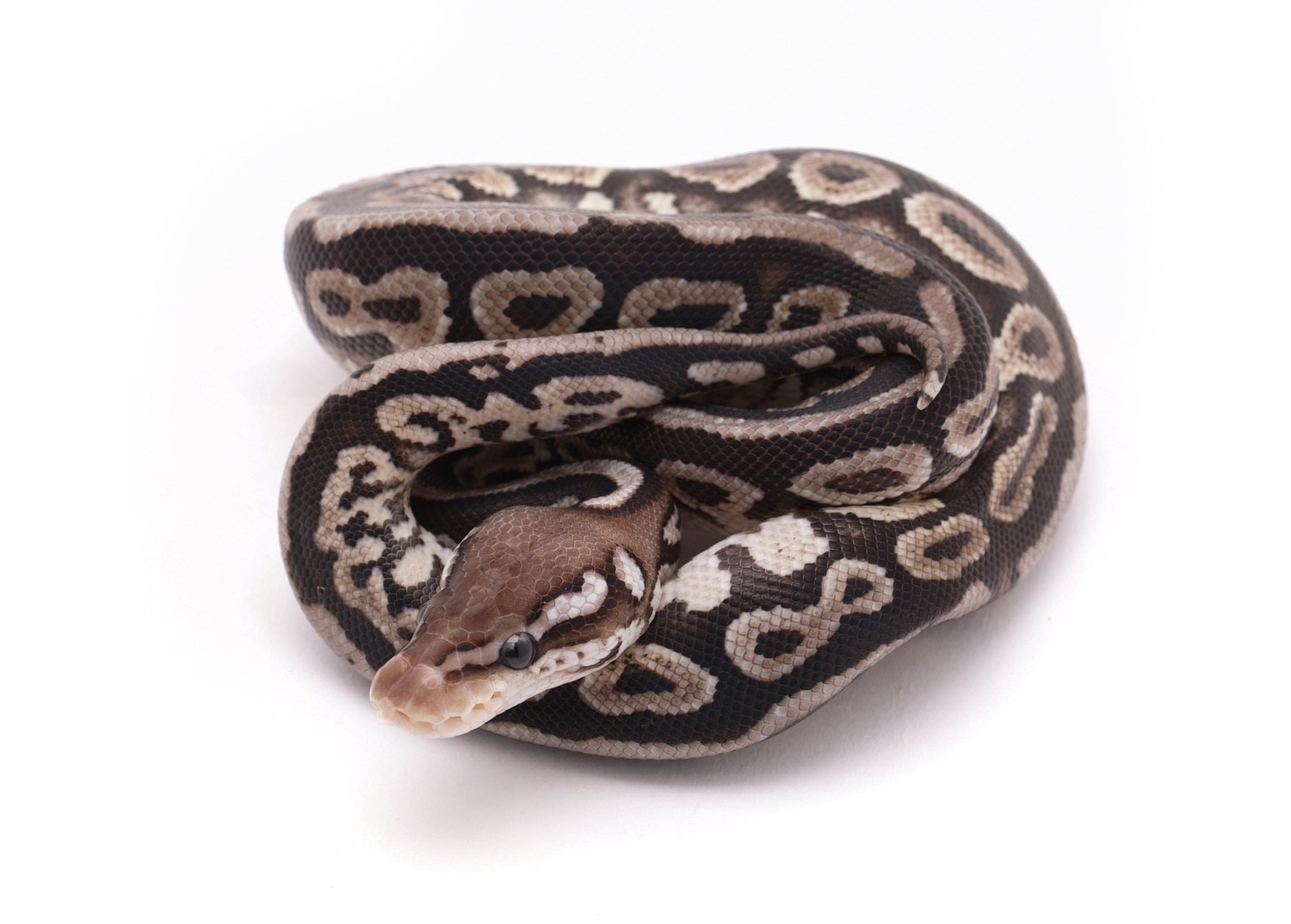 Pewter Spotnose Het Desert Ghost Possible Het Ghost Ball Python by ...