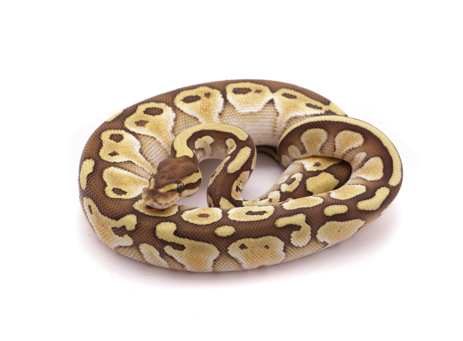 Pastel Lesser Ball Python by Custom Scales - MorphMarket