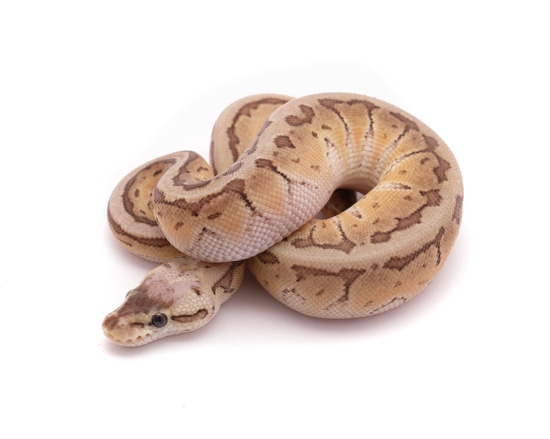 Cinnamon Emperor Pinstripe Ball Python by Custom Scales