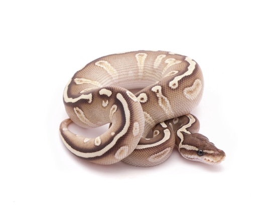 Lesser Cinnamon GHI Ball Python by Custom Scales