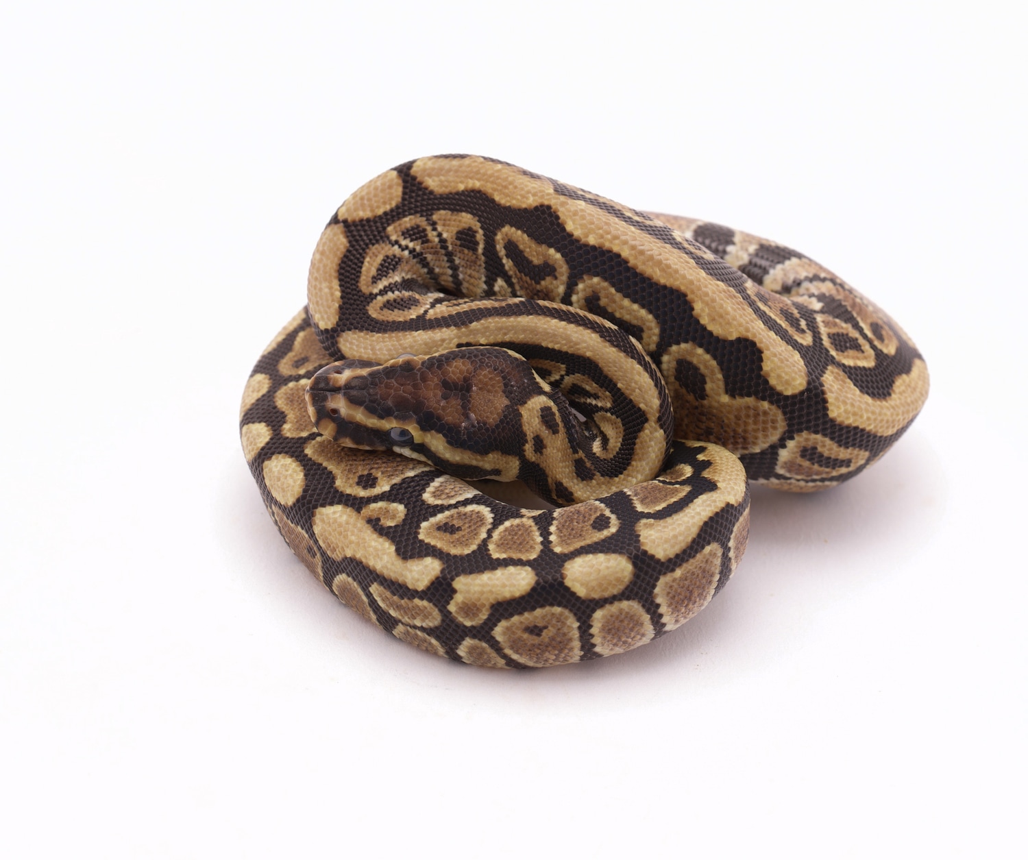 Spotnose Het Puzzle Ball Python by Custom Scales - MorphMarket