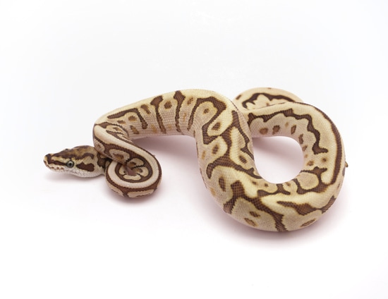 Spider Lesser Leopard Ball Python by Custom Scales