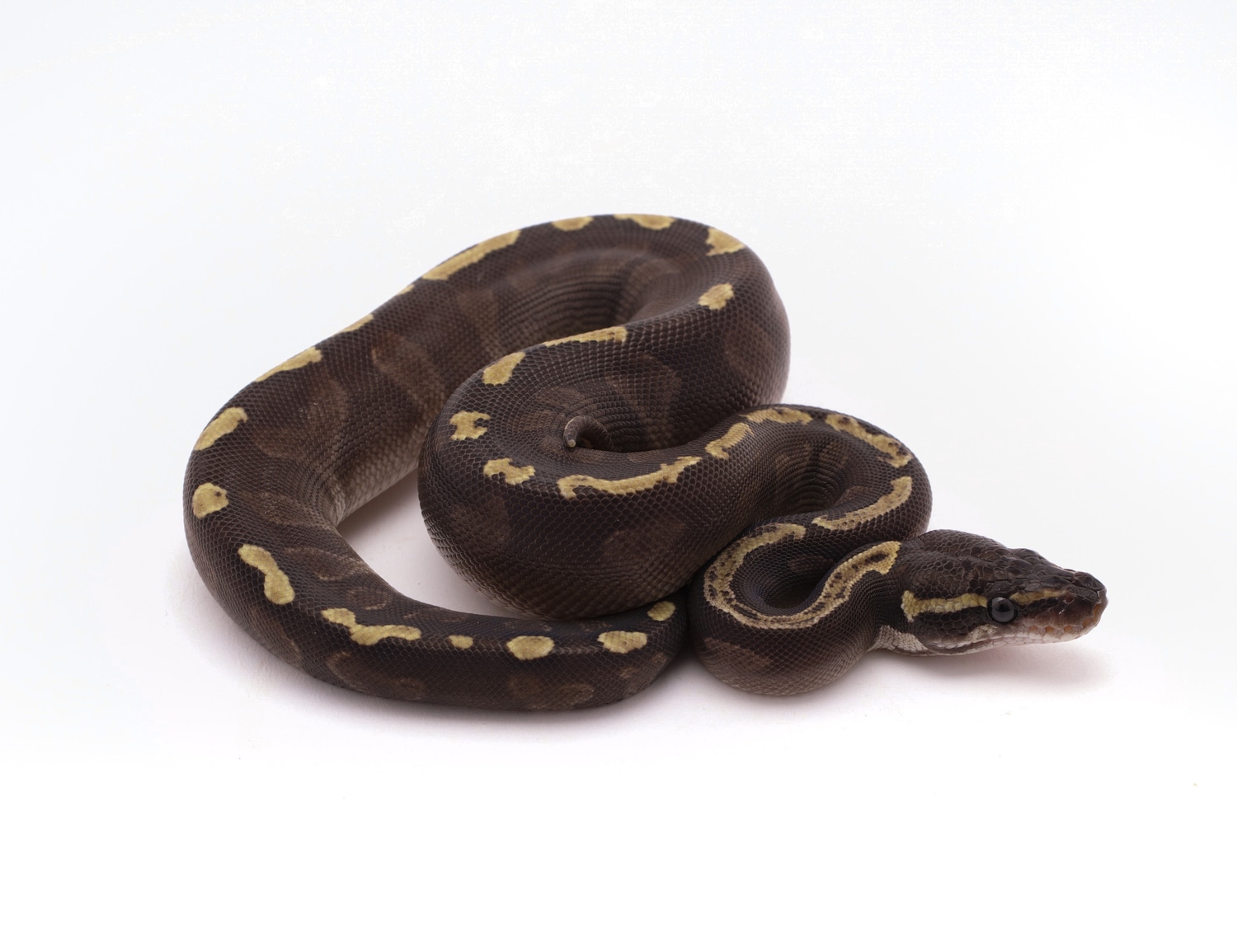 Mojave GHI Ball Python by Custom Scales - MorphMarket