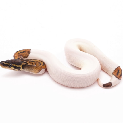 Bumble Bee Yellow Belly Het Pied Ball Python by Custom Scales - MorphMarket