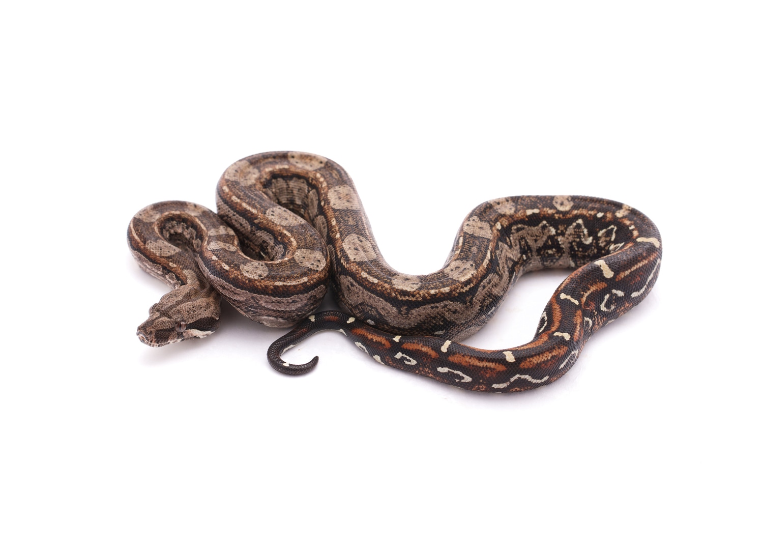 Inca Het Sharp Albino Boa Constrictor by Custom Scales - MorphMarket