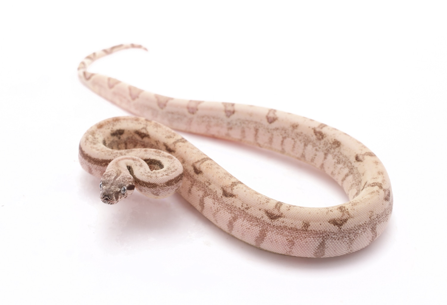 Sunset Jaguar Ghost Boa Constrictor by Custom Scales - MorphMarket