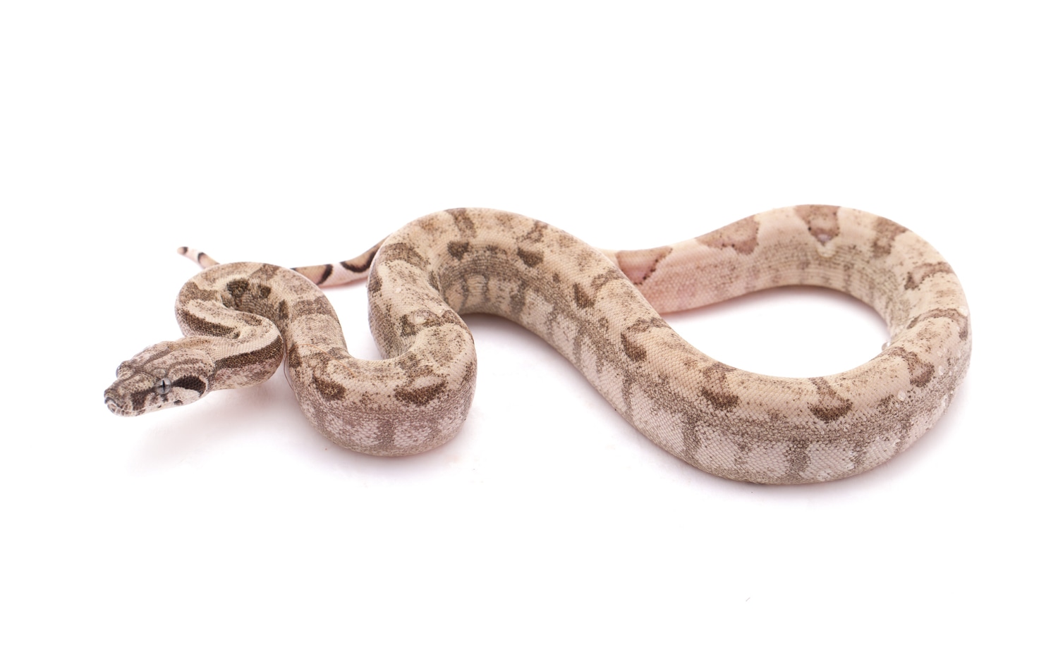 Ghost Boa Constrictor by Custom Scales - MorphMarket