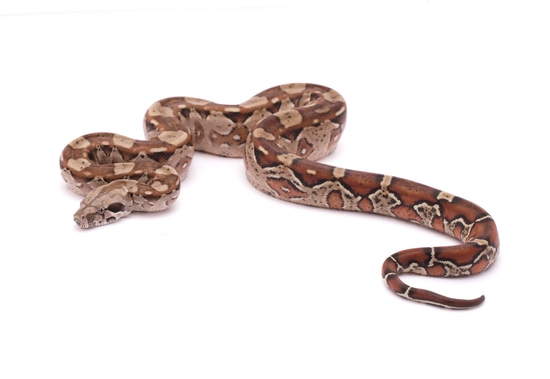 Red Panther Raptor Possible Het VPI Boa Constrictor by Custom Scales