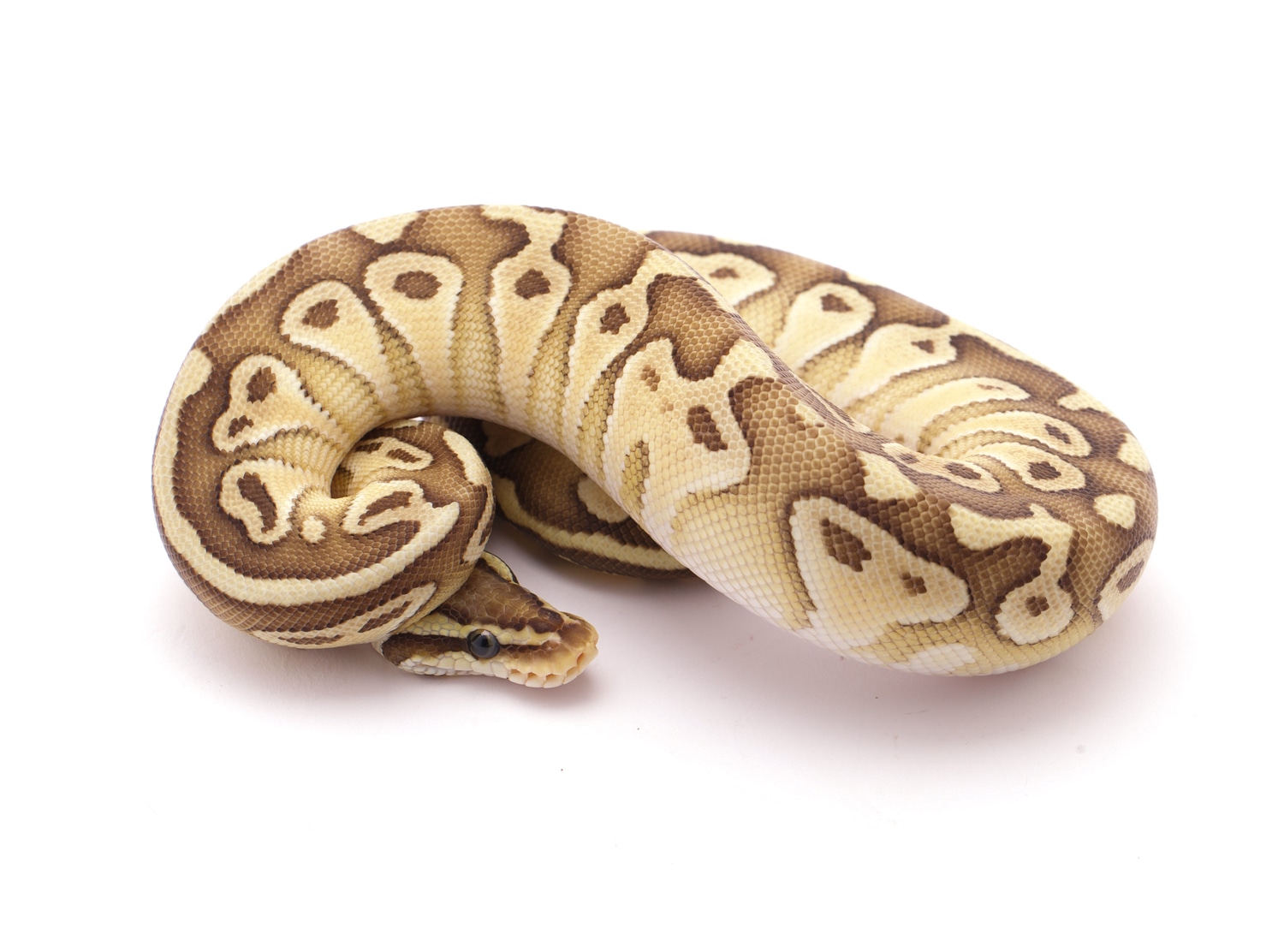Pastel Lesser Ball Python by Custom Scales - MorphMarket