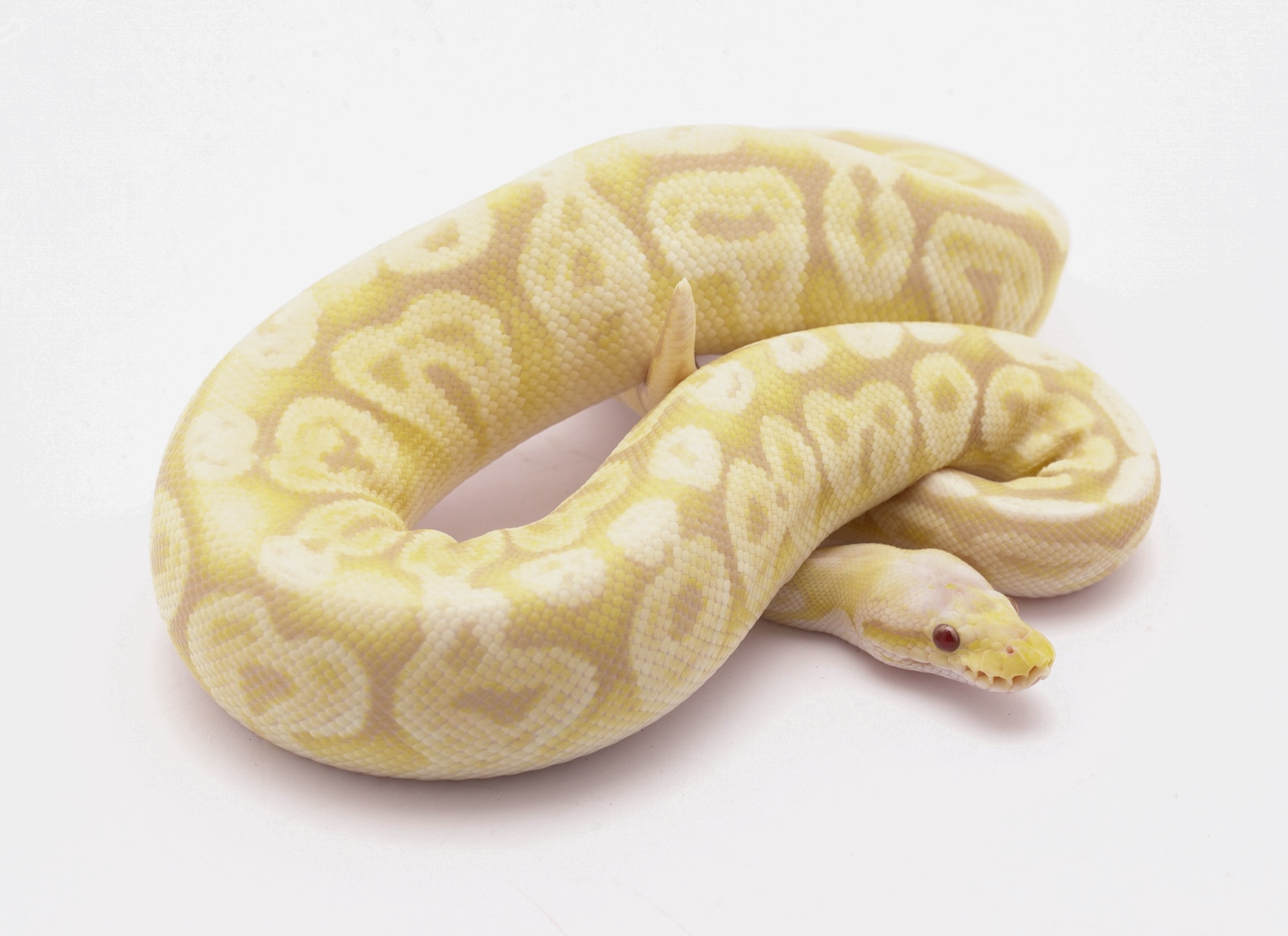 Black Pewter Candino Ball Python by Custom Scales - MorphMarket