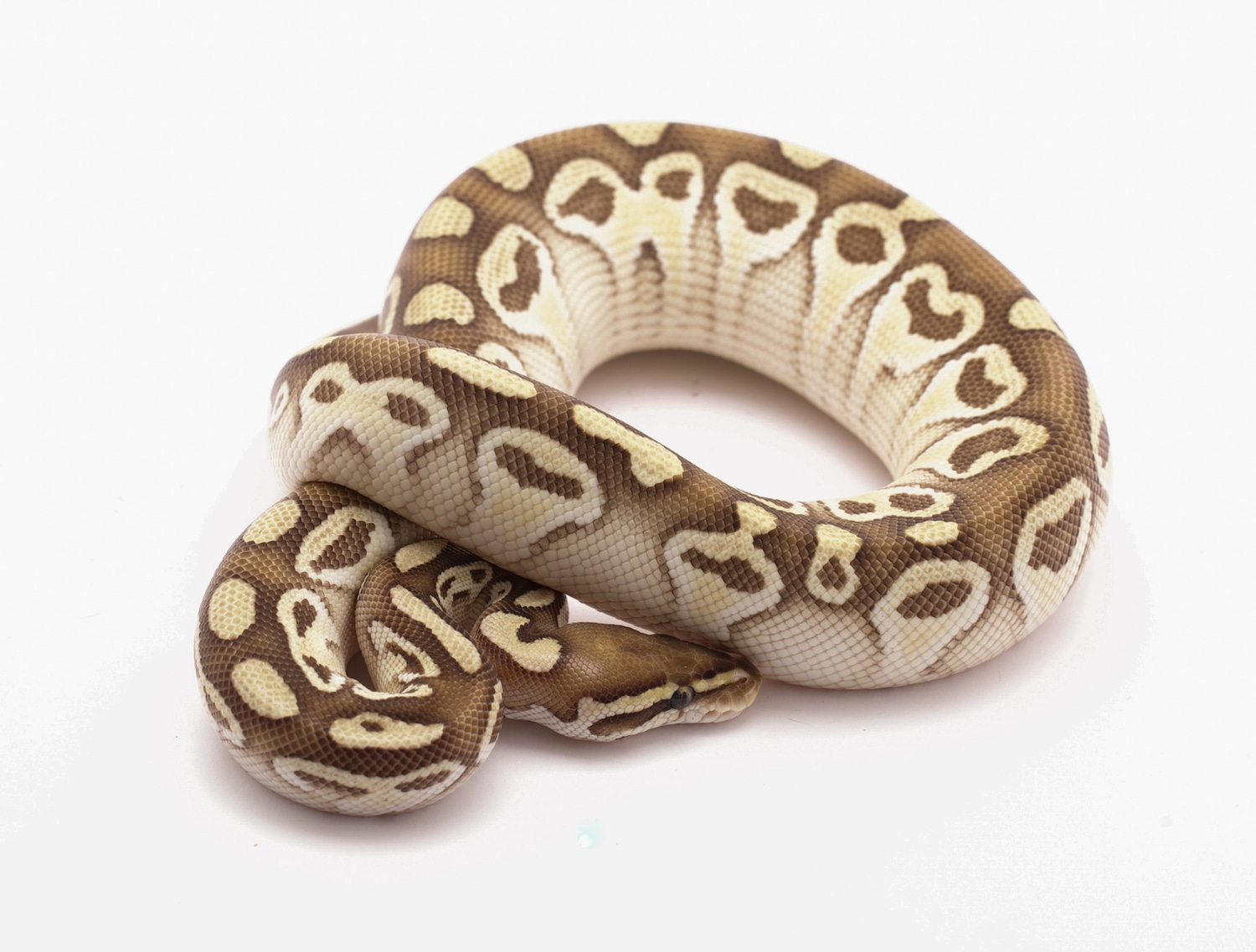 Orange Dream Lesser Fire Het Clown Ball Python by Custom Scales ...