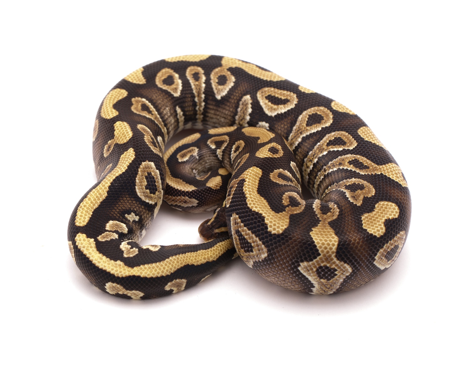 Phantom Het Clown Ball Python by Custom Scales - MorphMarket