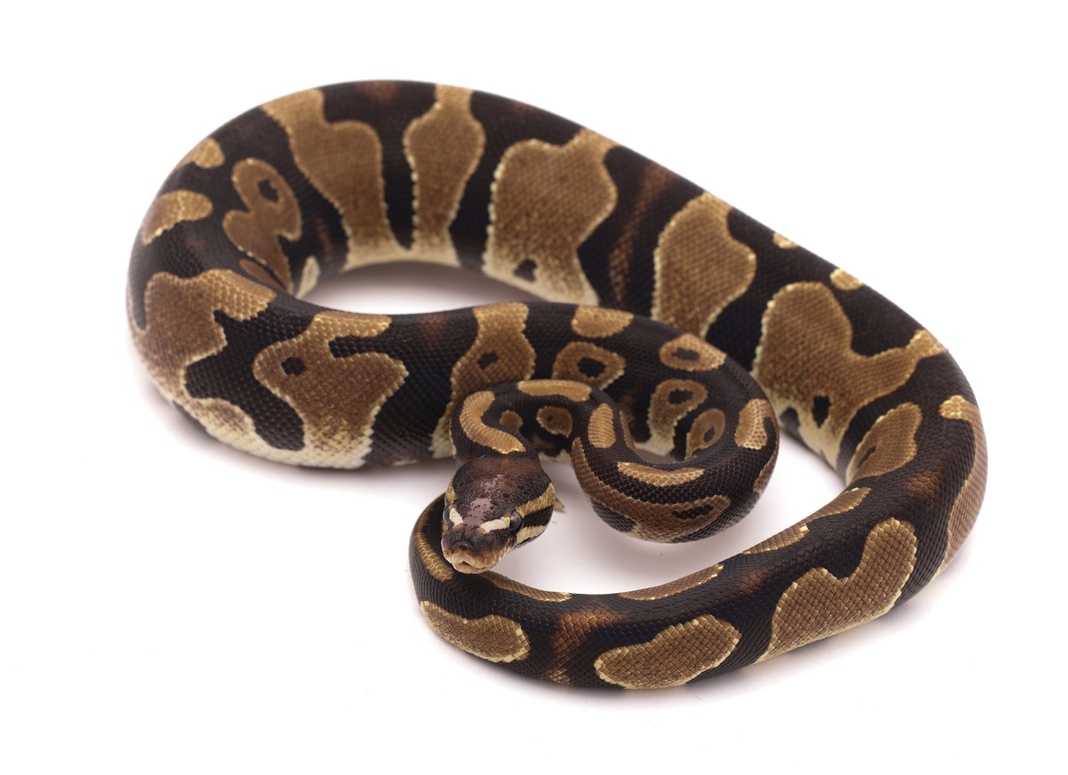 Scaleless Head Het Pied Ball Python by Custom Scales - MorphMarket