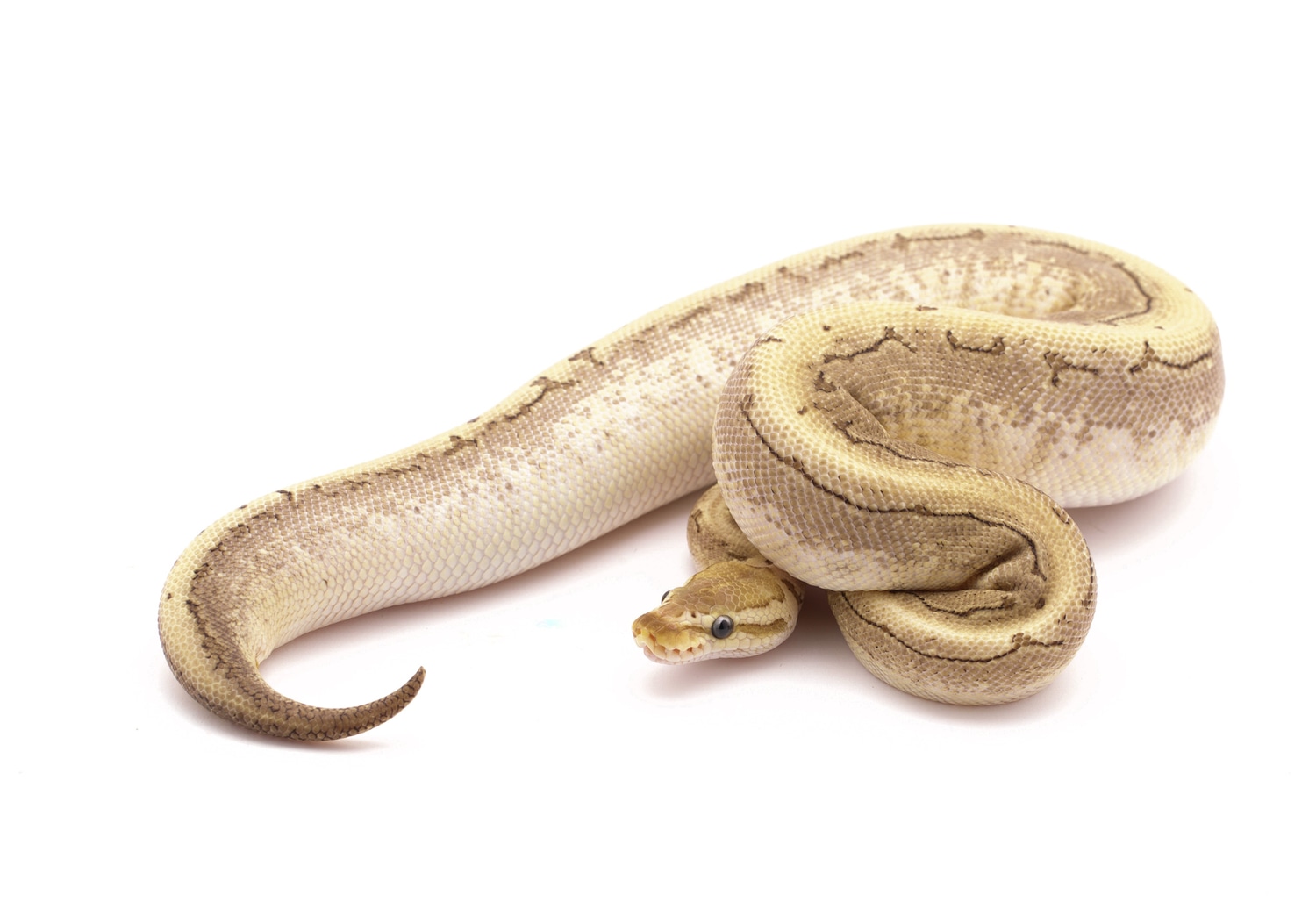 Bamboo Pinstripe Calico Het Ghost Het Pied Ball Python by Custom Scales ...