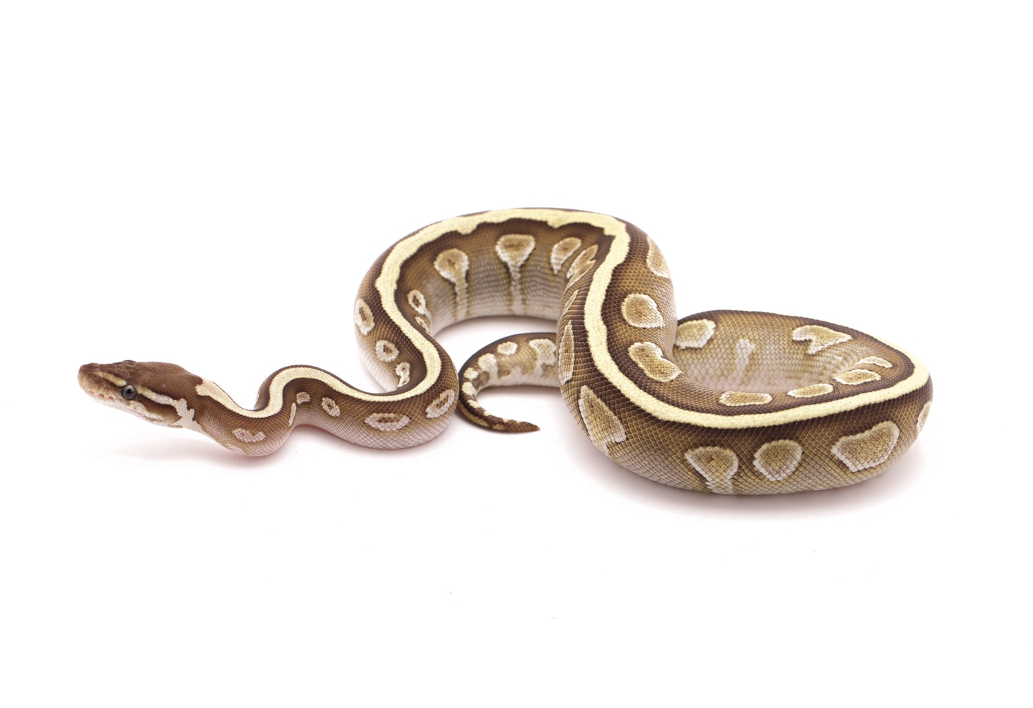 Lesser Arroyo Ball Python by Custom Scales - MorphMarket