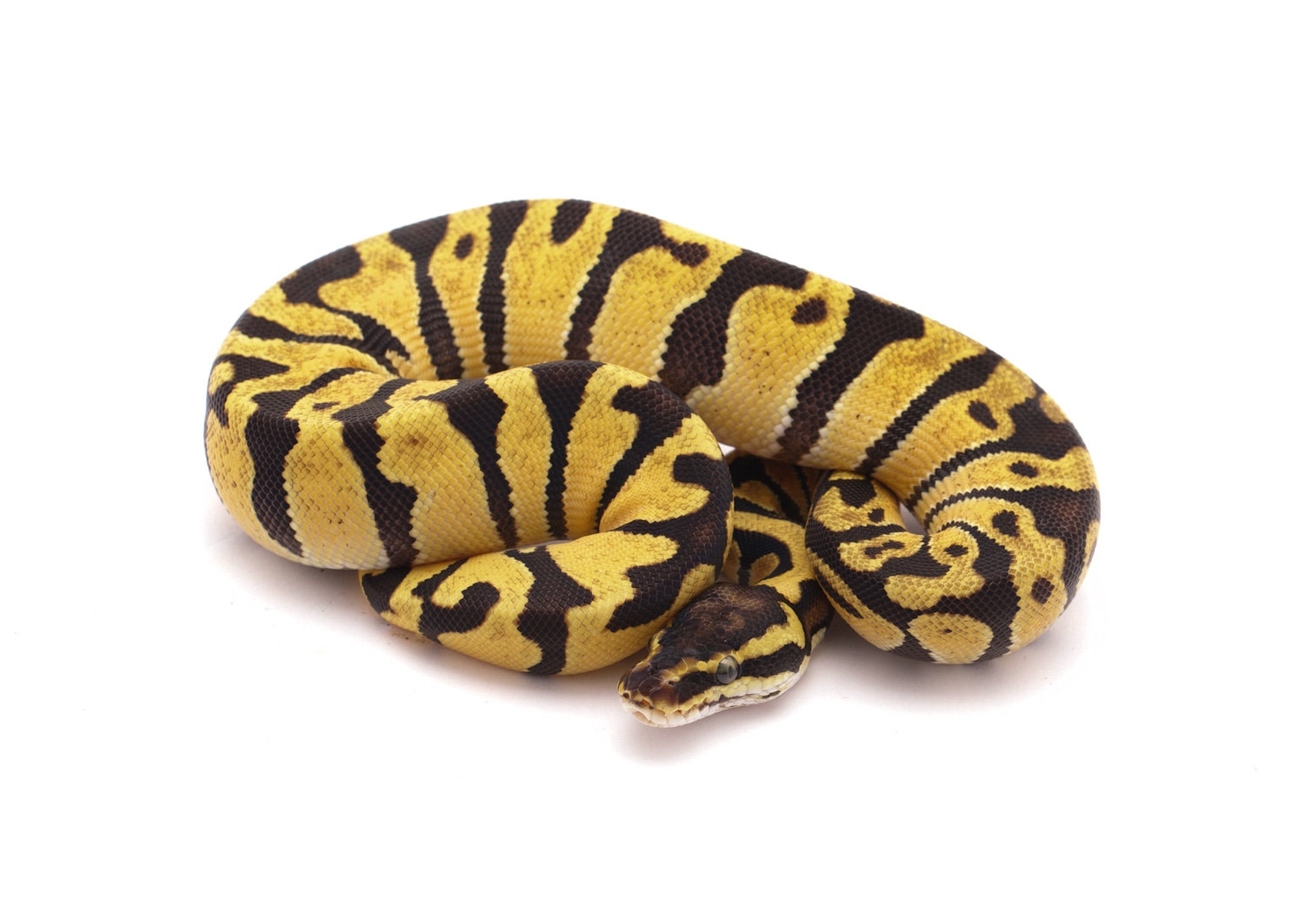 Pastel Enchi Aztec Labby Ball Python by Custom Scales - MorphMarket