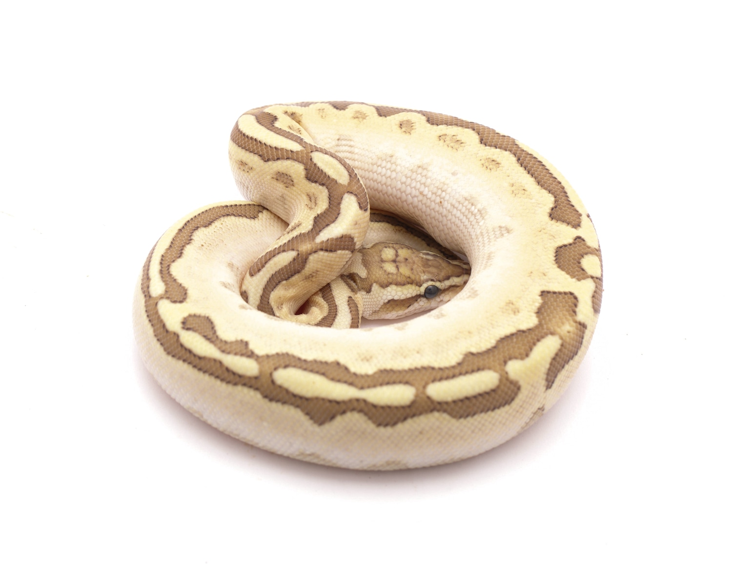 Pastel Enchi Bamboo Het Puzzle Het Desert Ghost Ball Python by Custom ...