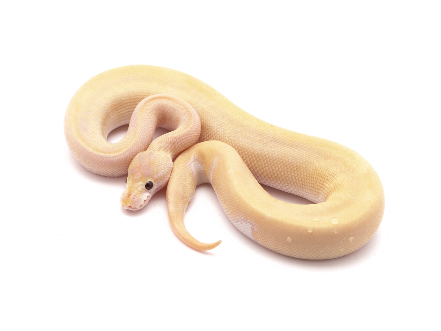 Banana Cinnamon Champagne Ball Python by Custom Scales - MorphMarket