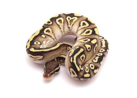 Pastel Mystic Cypress Ball Python by Custom Scales