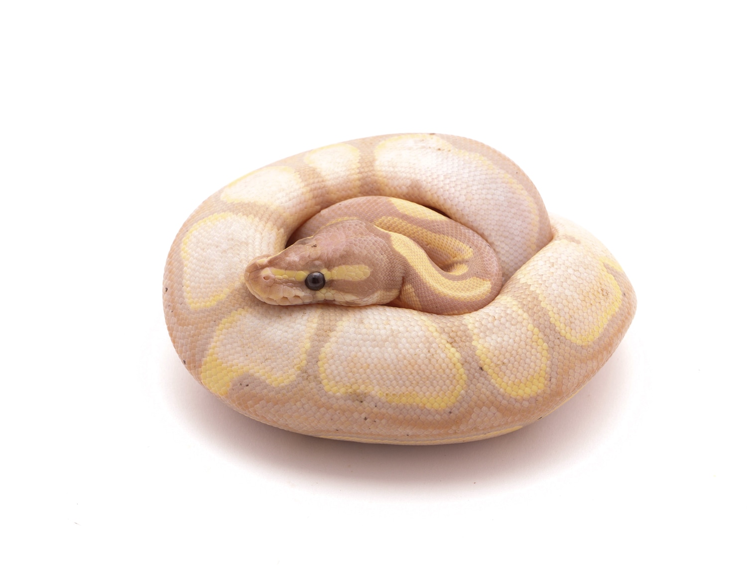 Banana Calico Ball Python by Custom Scales - MorphMarket