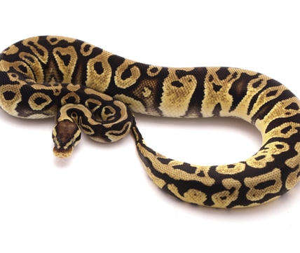 Leopard Het Clown Ball Python by Custom Scales - MorphMarket