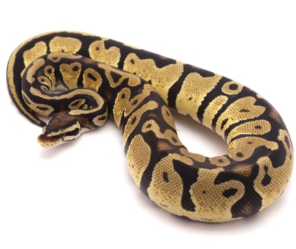 Lavender Het Pied Ball Python by Custom Scales - MorphMarket