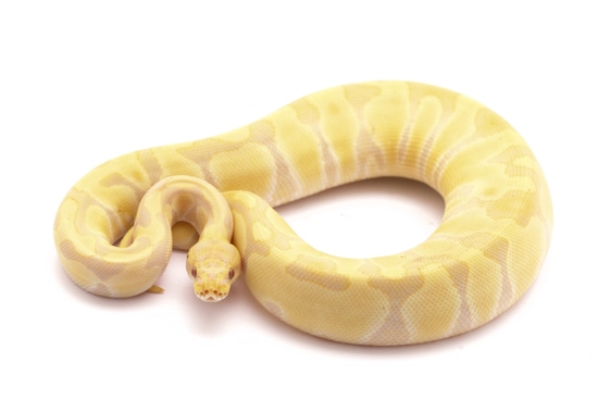 Enchi Candino Ball Python by Custom Scales