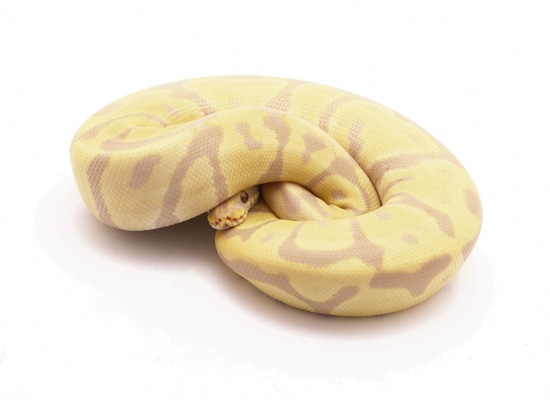 Leopard Candino Ball Python by Custom Scales