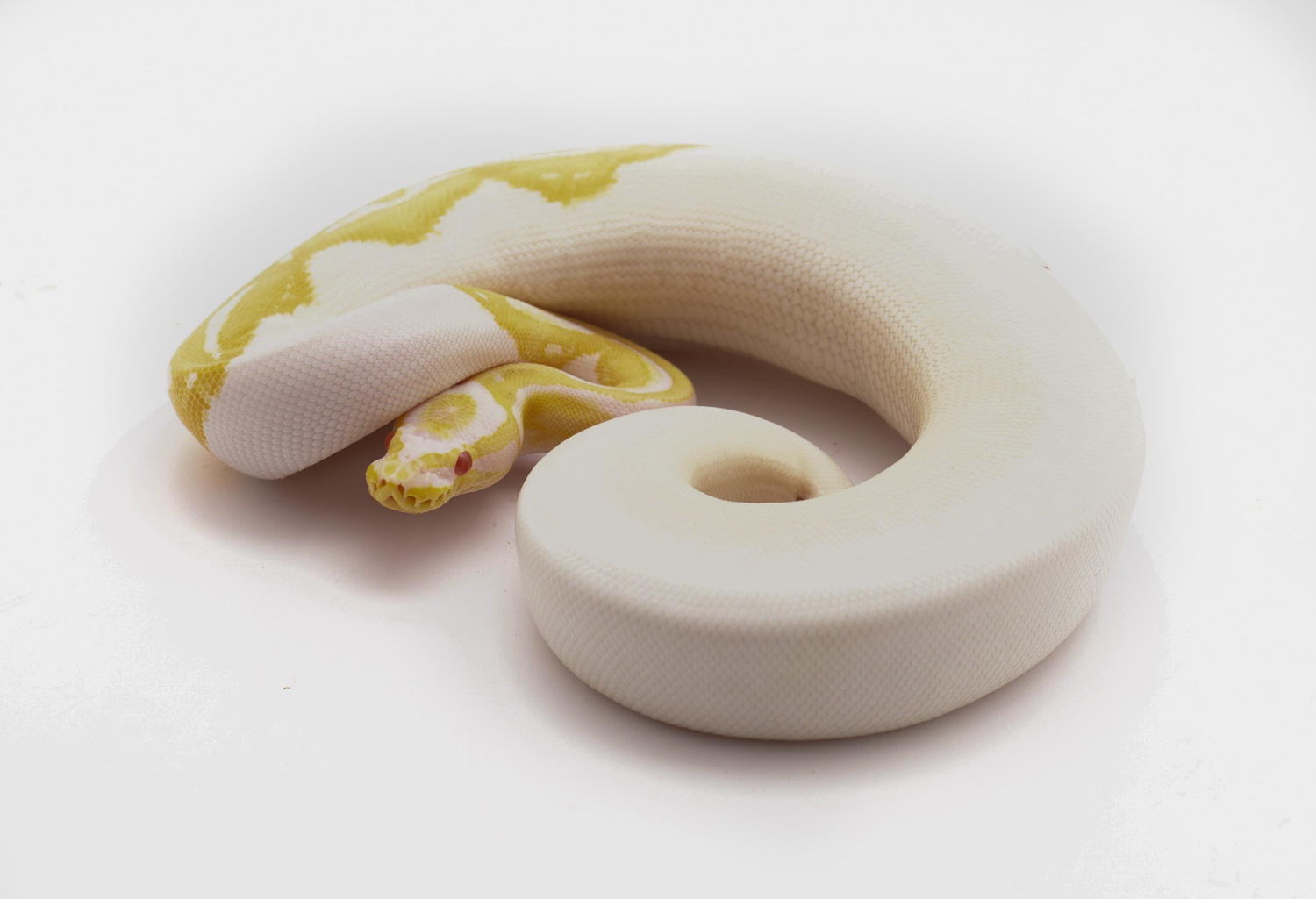 Albino Pied Ball Python by Custom Scales - MorphMarket